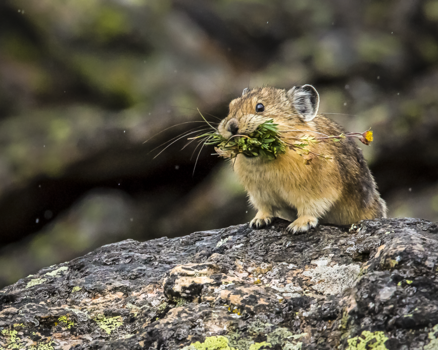Pika with Flowers – Photography by Brian Luke Seaward