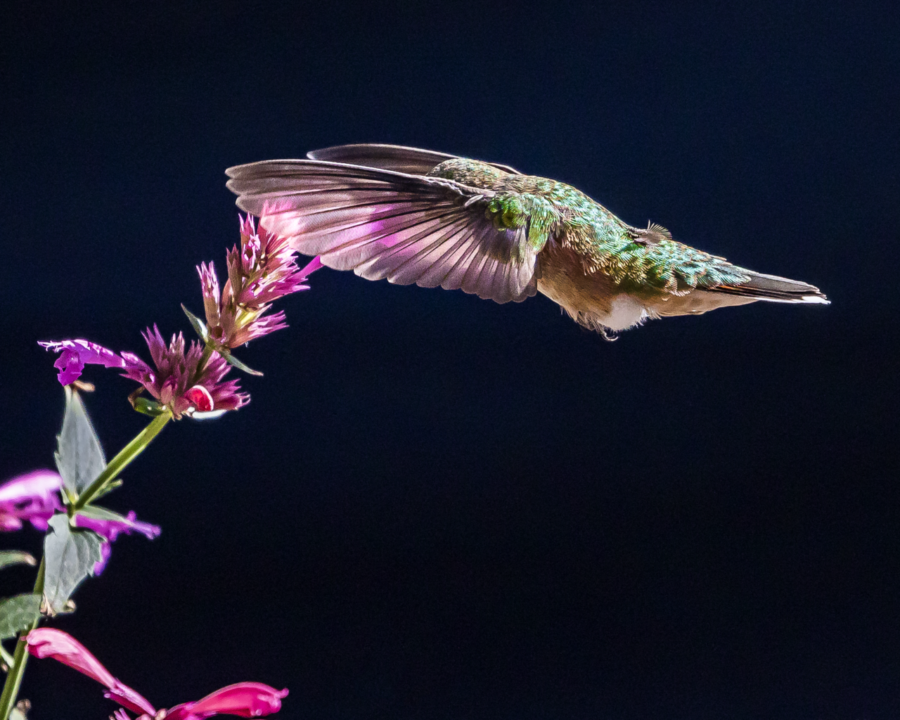 Amazing Wildlife – Photography by Brian Luke Seaward