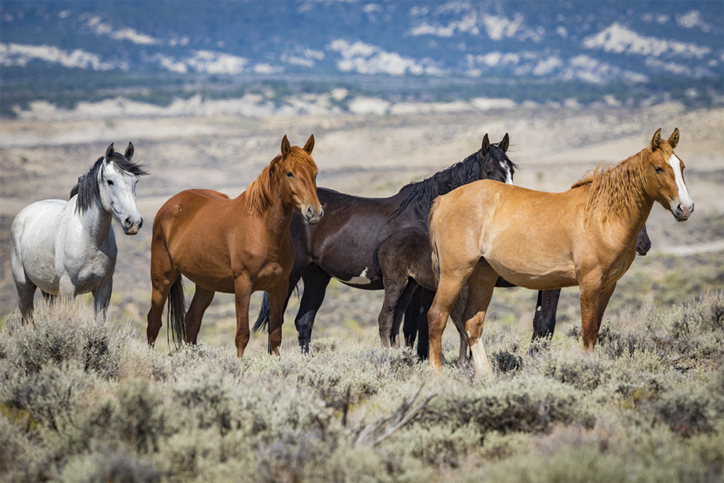 07 Five Stunning Wild Horses – Photography by Brian Luke Seaward