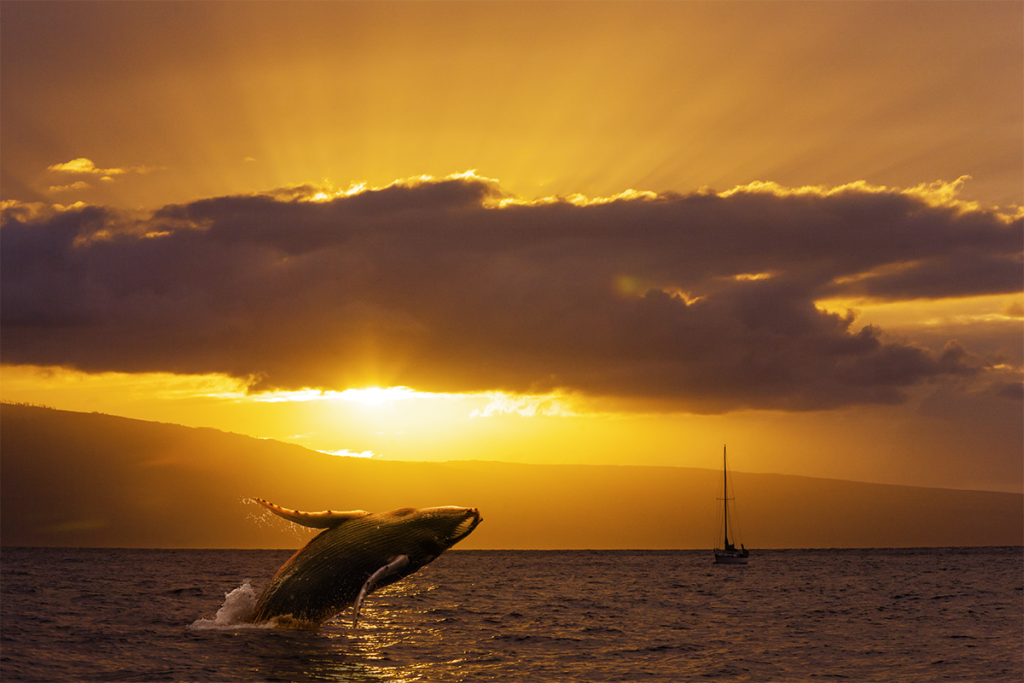 09 Maui Whale Sunset – Photography by Brian Luke Seaward