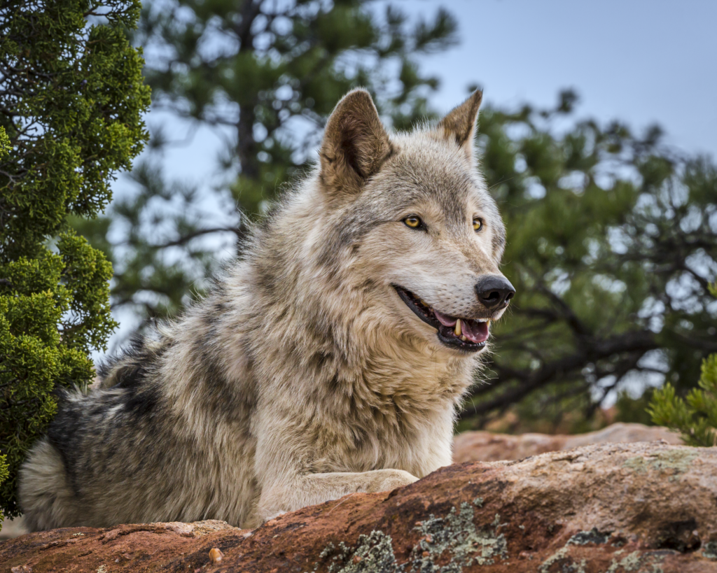 Grey Wolf, Colorado Springs, CO – Photography by Brian Luke Seaward