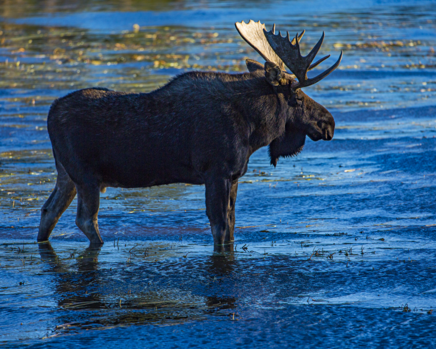 Amazing Wildlife – Photography by Brian Luke Seaward