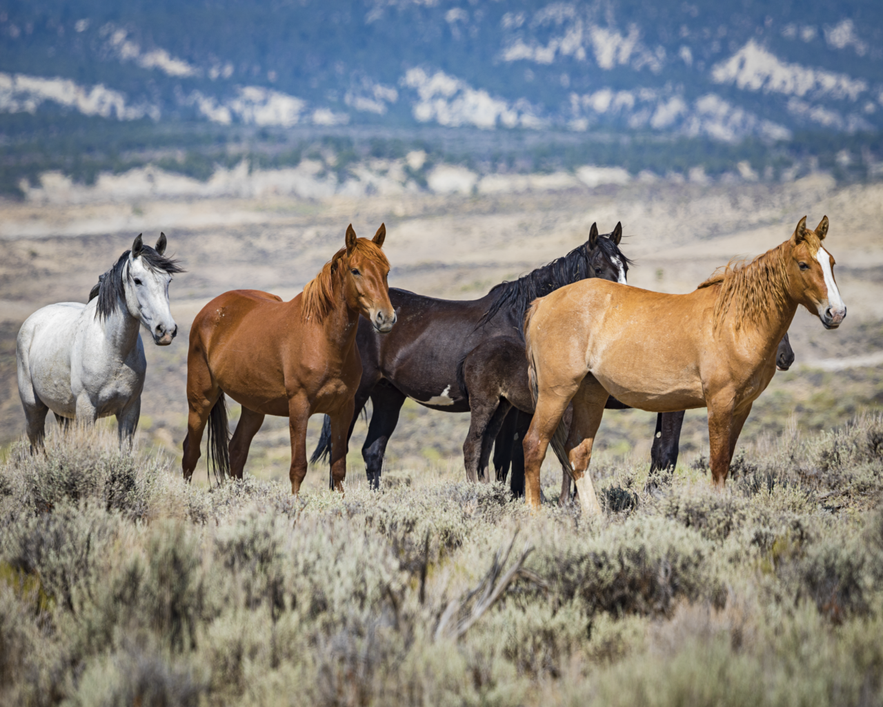 Wild Horses, Sand Basin, Colorado – Photography by Brian Luke Seaward