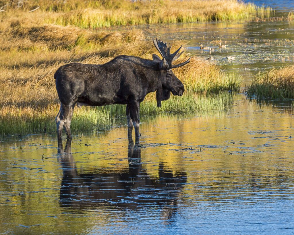 Early Morning Bull Moose at Sprague Lake – Photography by Brian Luke ...